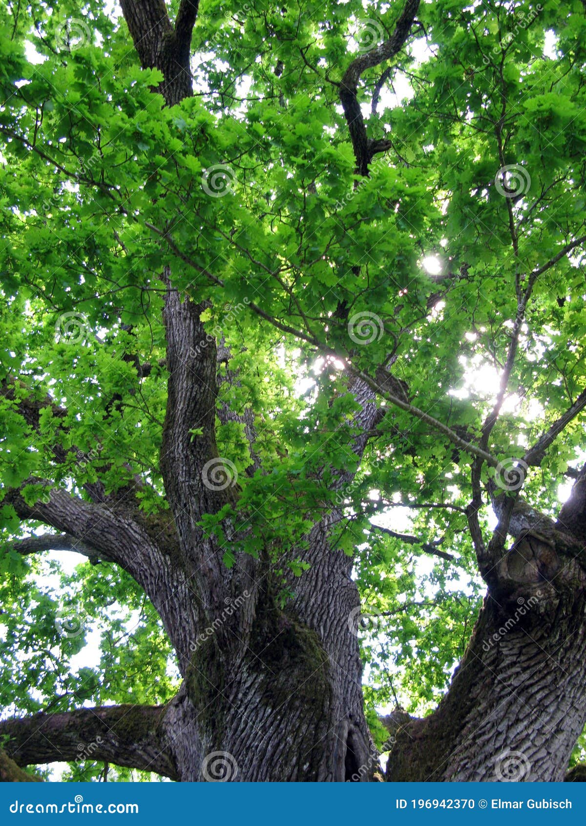 Oak tree in the forest stock photo. Image of land, plants - 196942370