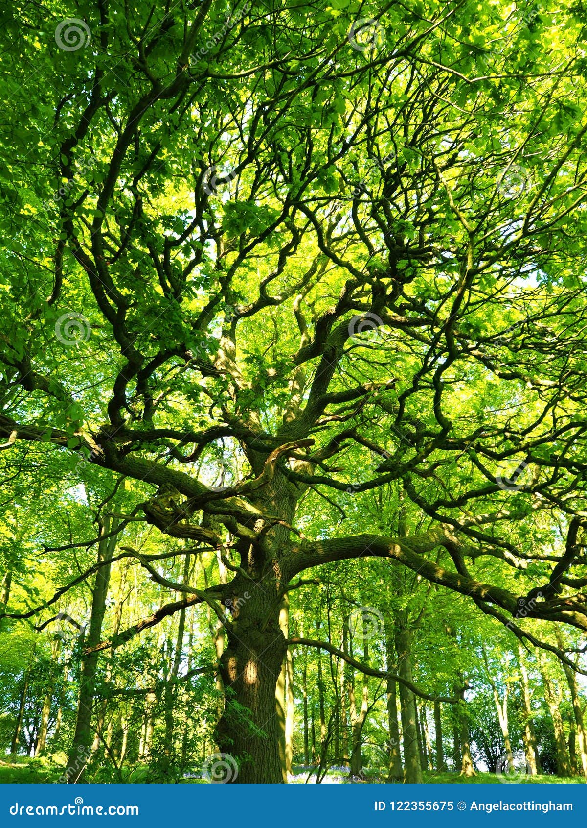 Oak Tree with Fresh Green Spring Leaves Stock Image - Image of trunk ...