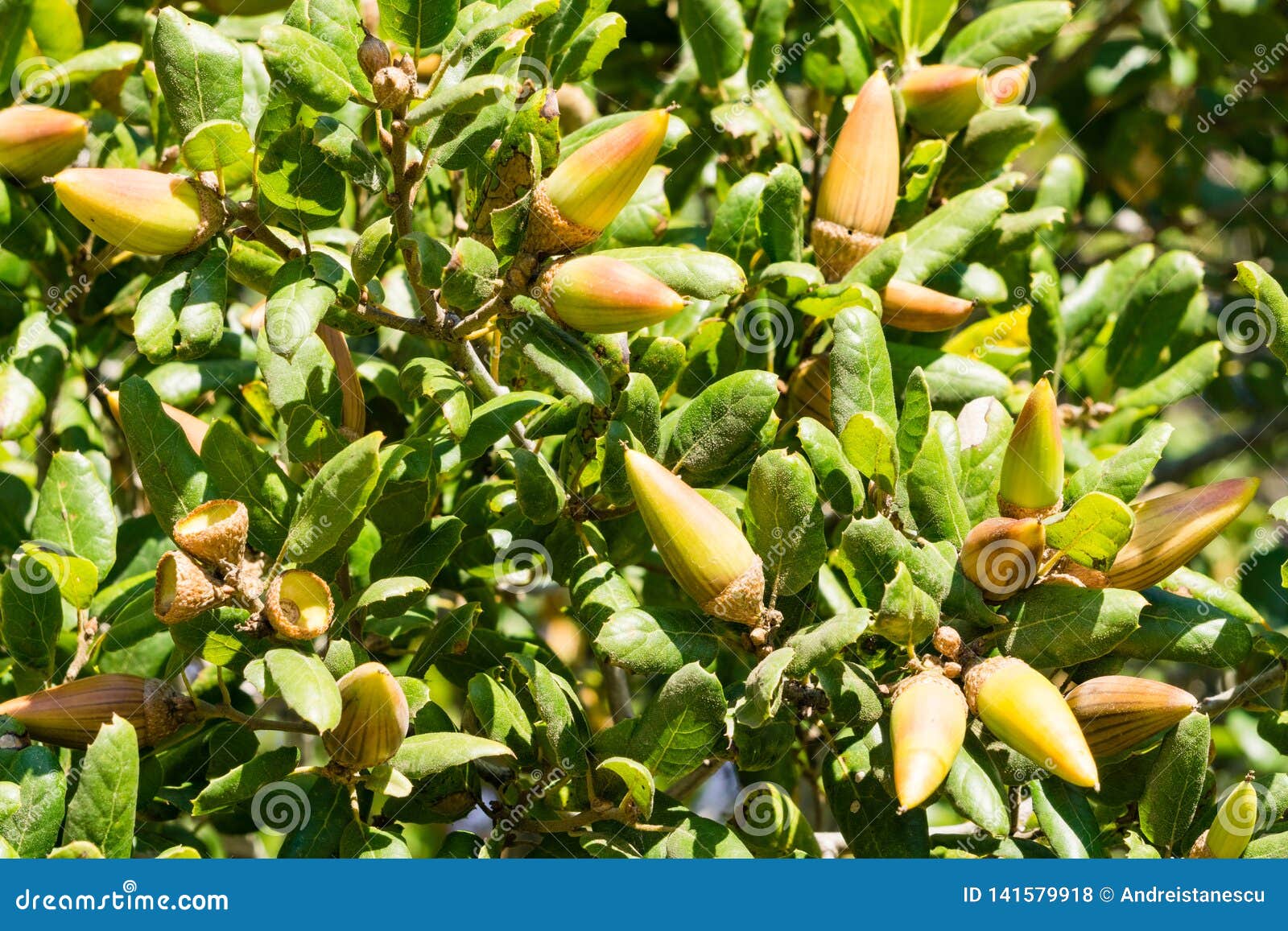 Oak Tree Full of Acorns, California Stock Photo - Image of background ...