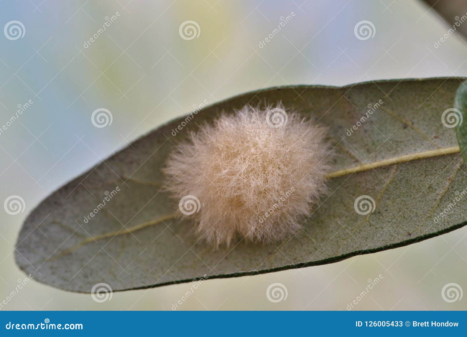 Oak tree gall on a leaf stock image. Image of andricus - 126005433