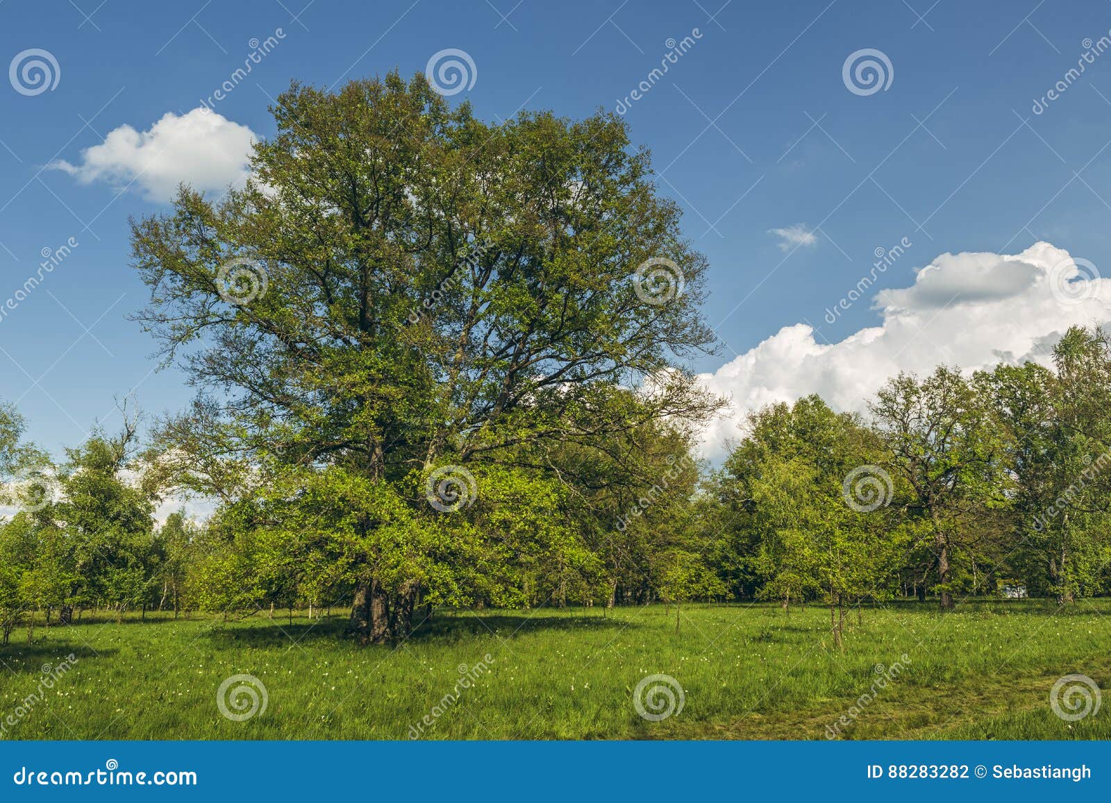 Oak tree in a glade stock photo. Image of nature, environment - 88283282