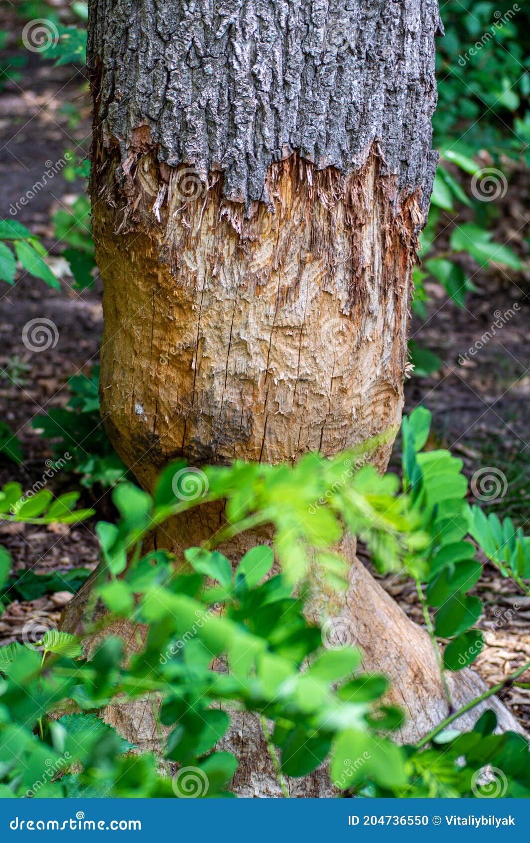 Oak tree gnawed by beaver stock photo. Image of leaf - 204736550
