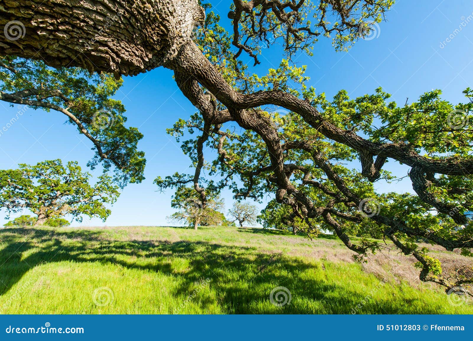Oak Tree on a Grassy Hill in Field Stock Image - Image of farm, light ...