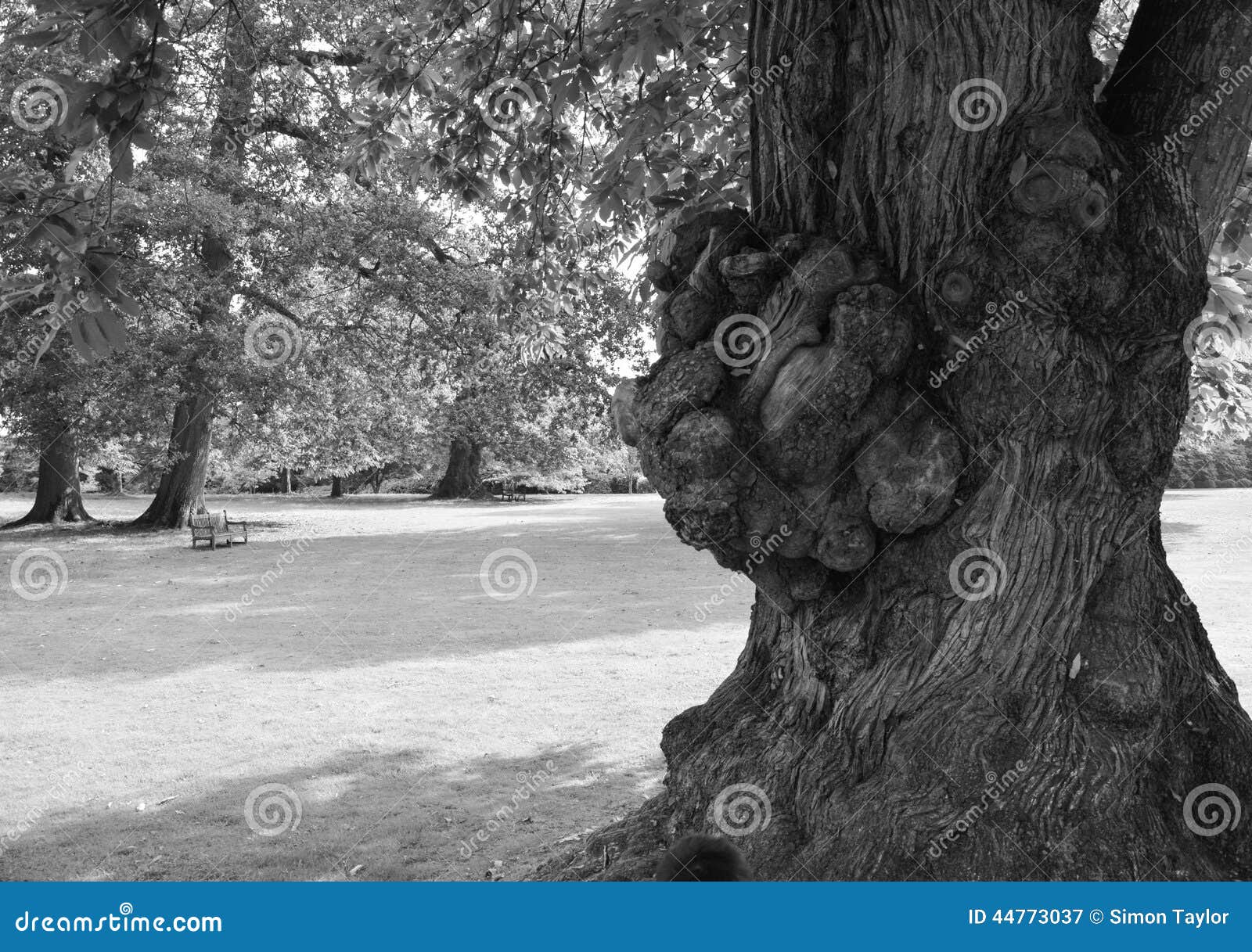 Oak Tree Royalty-Free Stock Photography | CartoonDealer.com #44773037