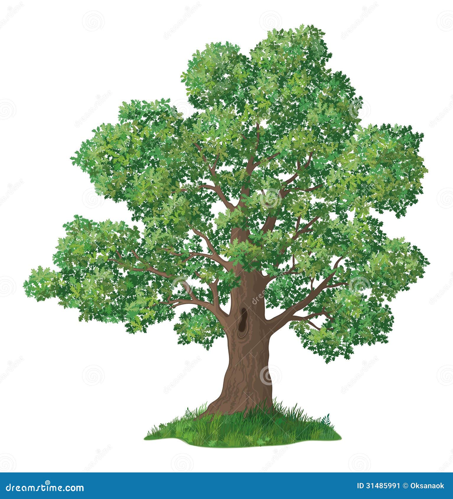 Oak Tree And Green Grass Cartoon Vector | CartoonDealer.com #31485991