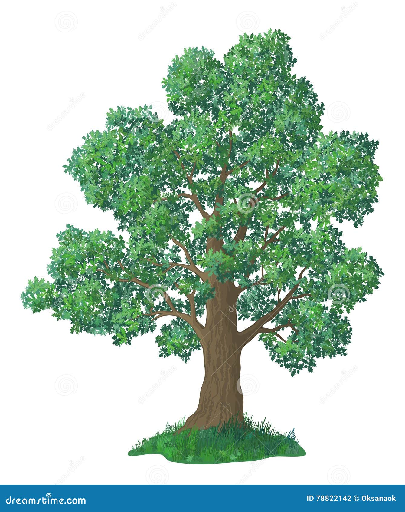 Oak Tree And Green Grass Vector Illustration | CartoonDealer.com #78822142
