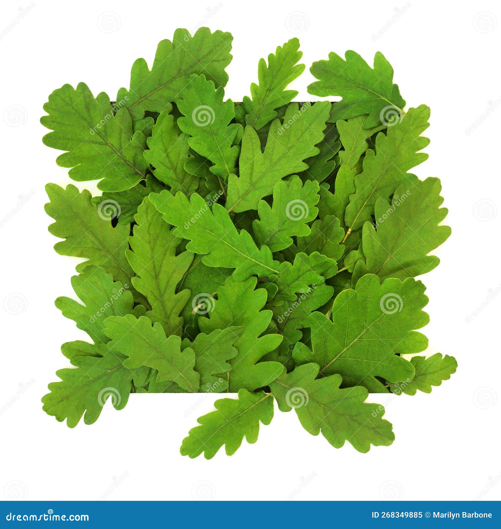 Oak Tree Green Leaf Abstract Background Border Stock Image - Image of ...