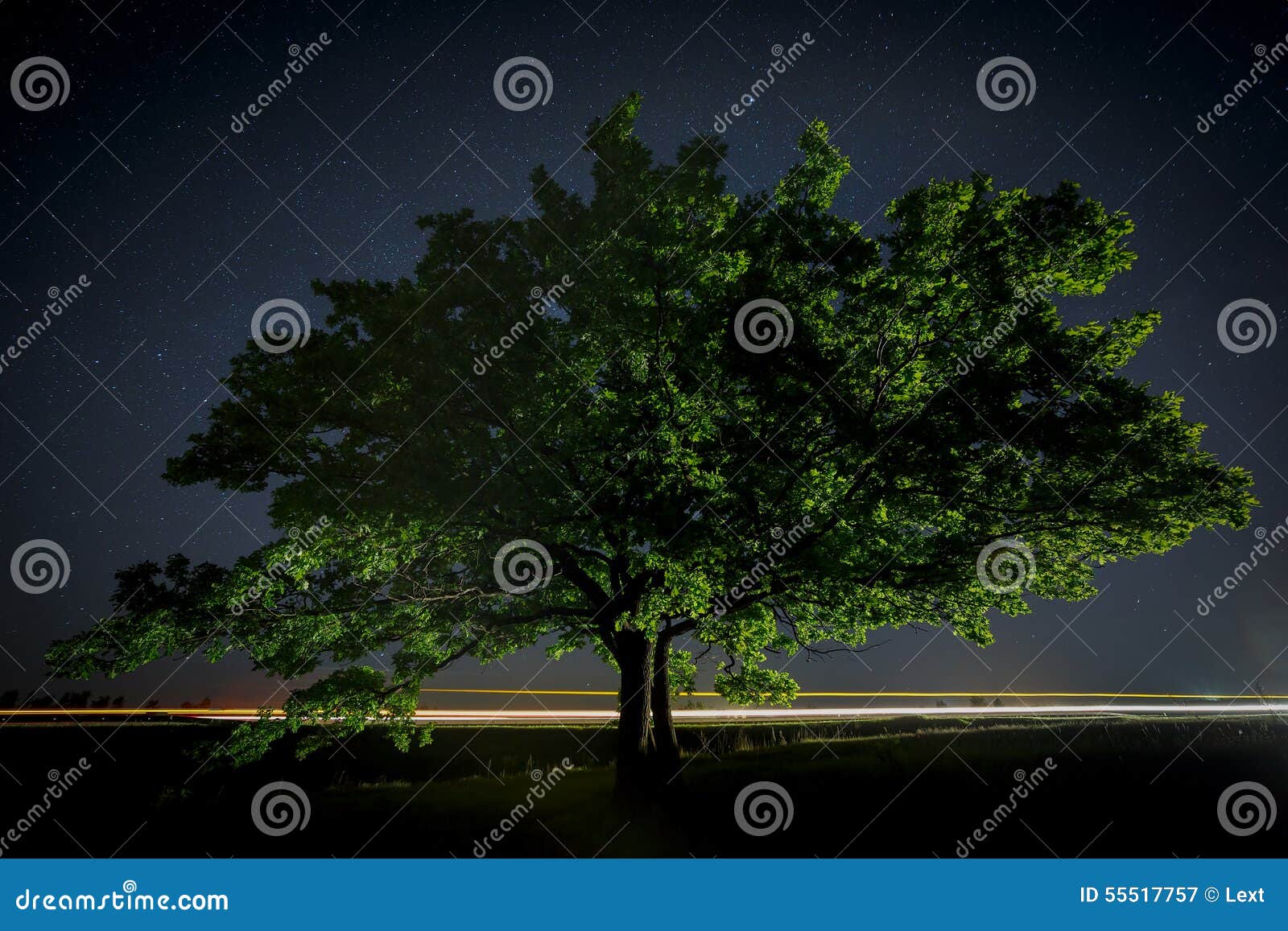 Oak Tree with Green Leaves on a Background of the Night Sky Stock Image ...