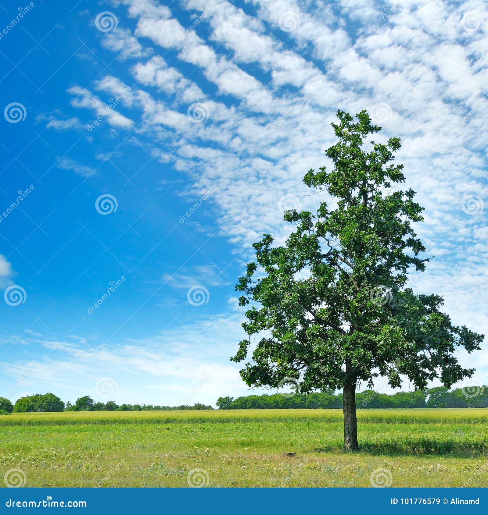 Oak Tree on Green Meadow and Sky Stock Image - Image of horizon ...