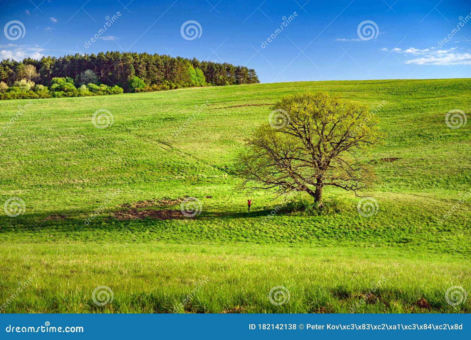 Oak Tree on Green Spring Meadow, Wild Nature Stock Photo - Image of ...