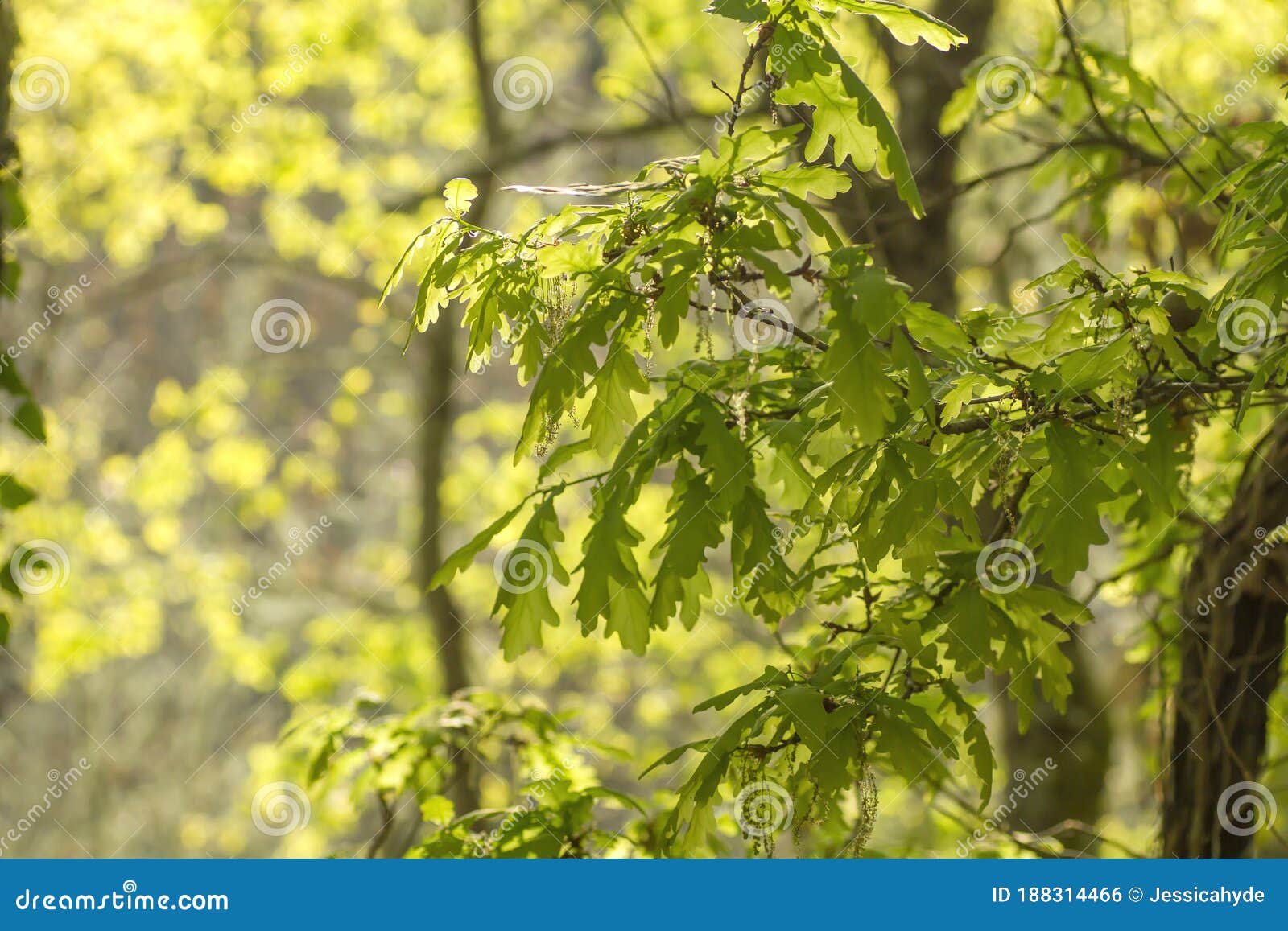 Oak Tree Green Springtime Foliage Stock Photo - Image of ecology ...