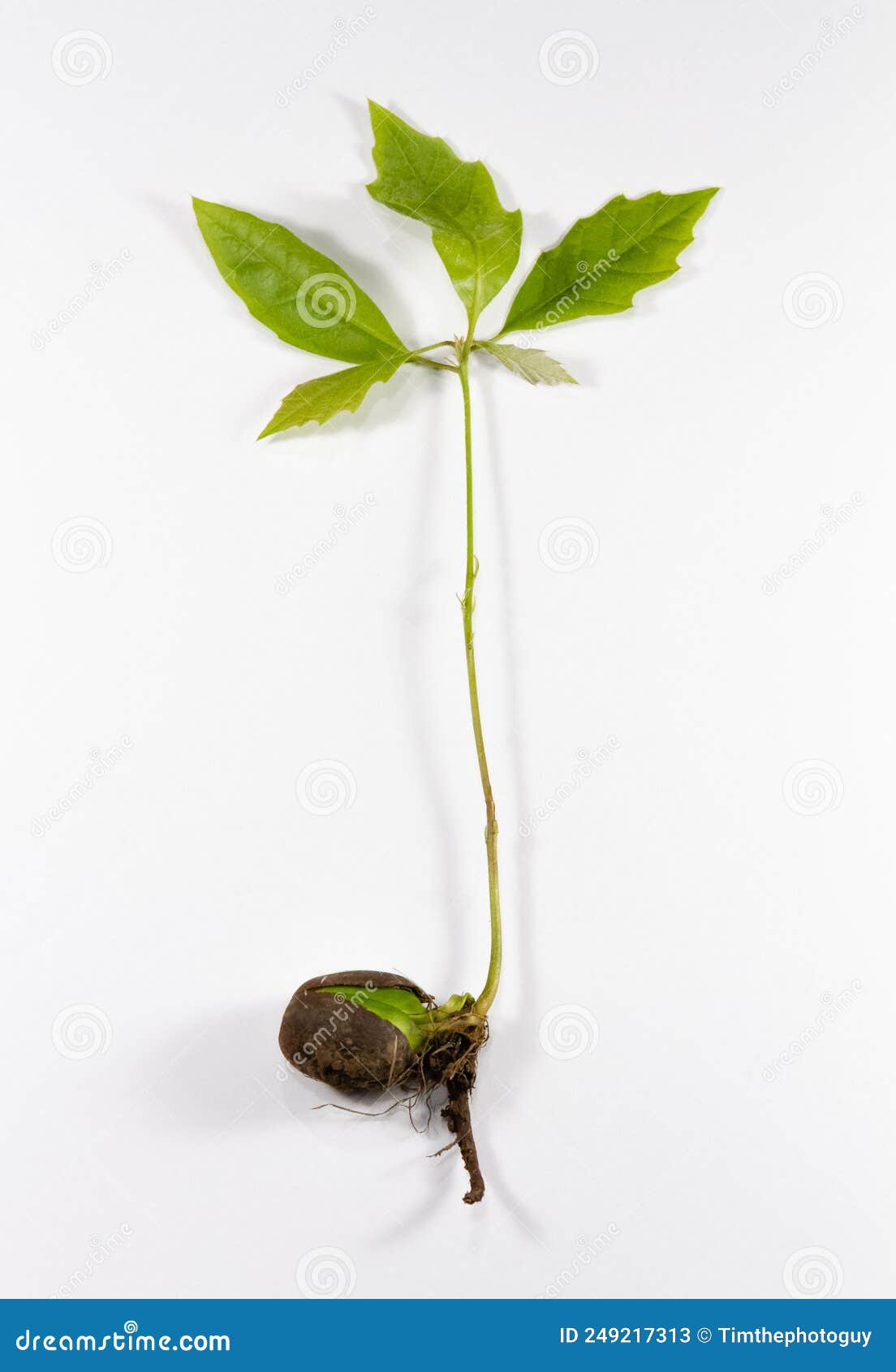 Oak Tree Growing from an Acorn Stock Image - Image of spring, natural ...