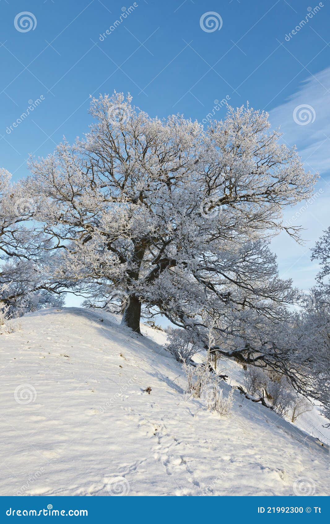 Oak tree on a hill stock photo. Image of side, hillside - 21992300