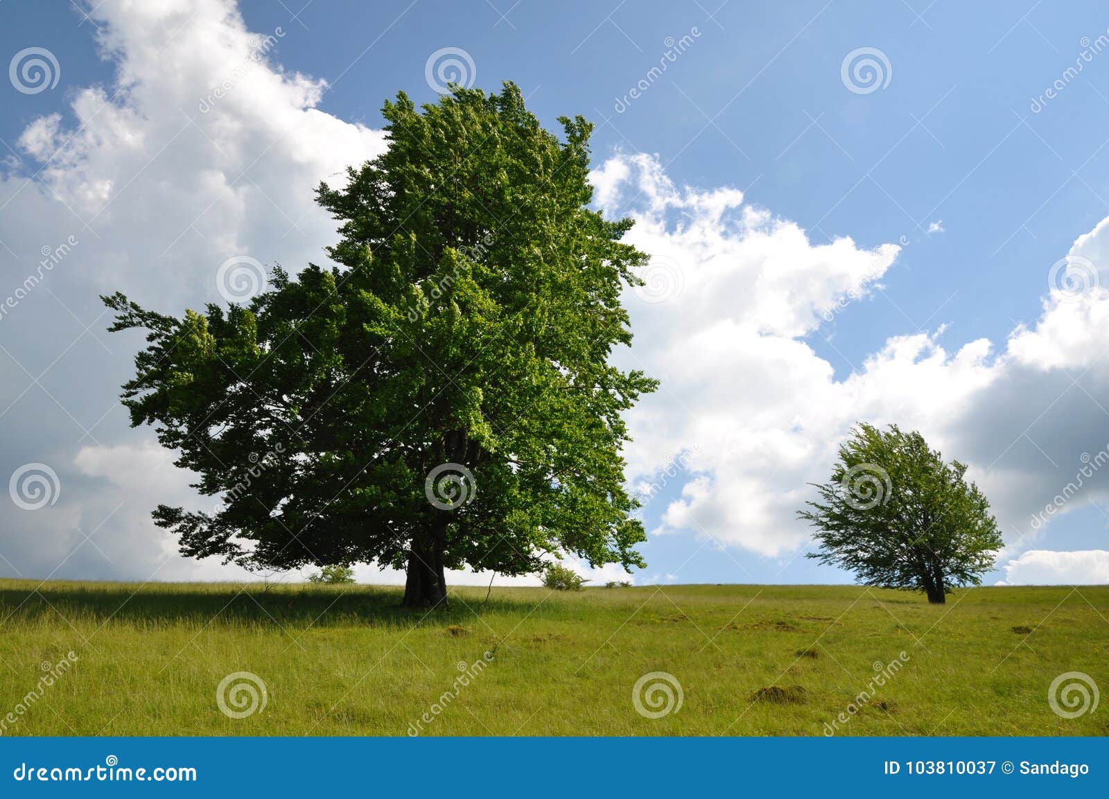 Oak tree on a hill stock image. Image of large, country - 103810037