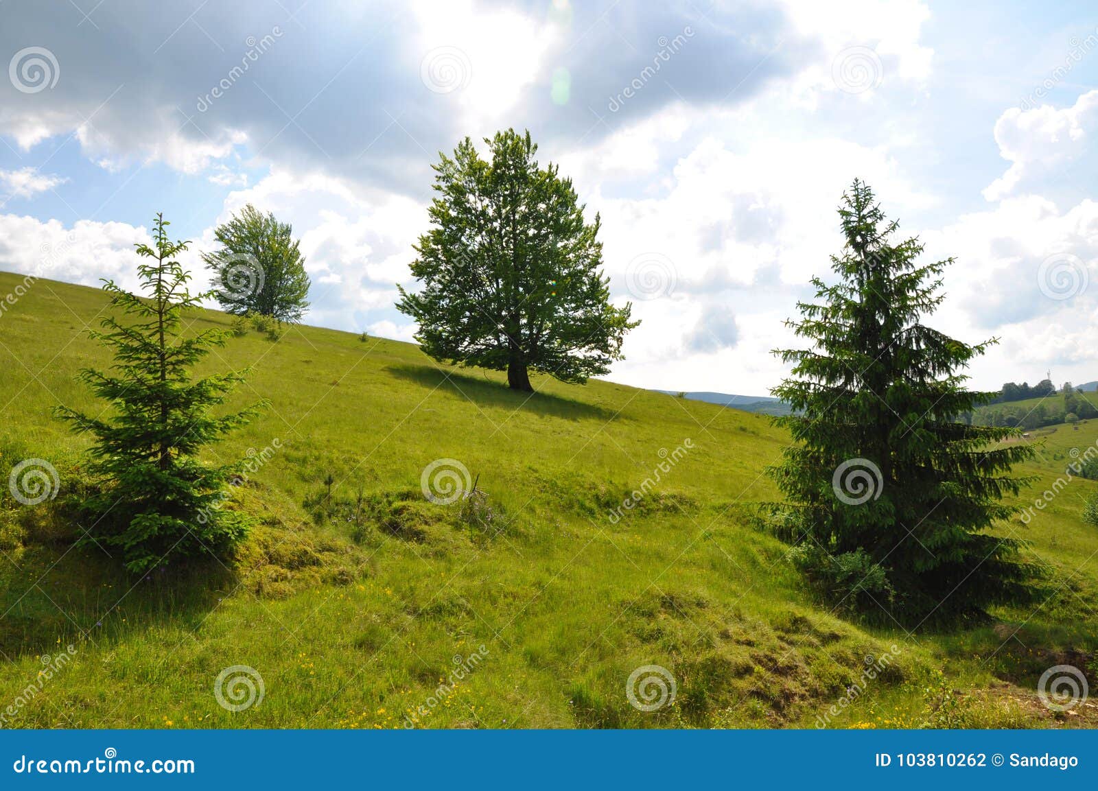 Oak tree on a hill stock photo. Image of clouds, flora - 103810262