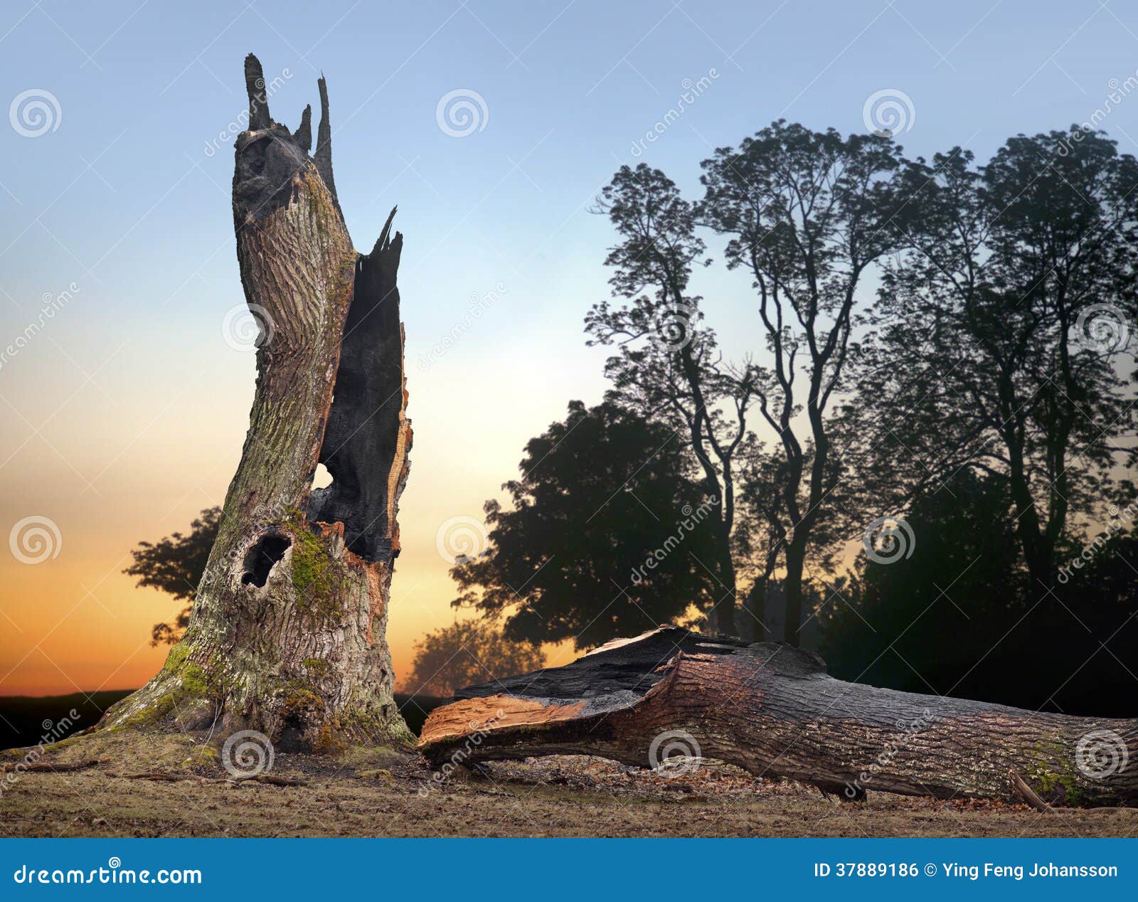 Oak tree hit by lightning stock photo. Image of beautiful - 37889186