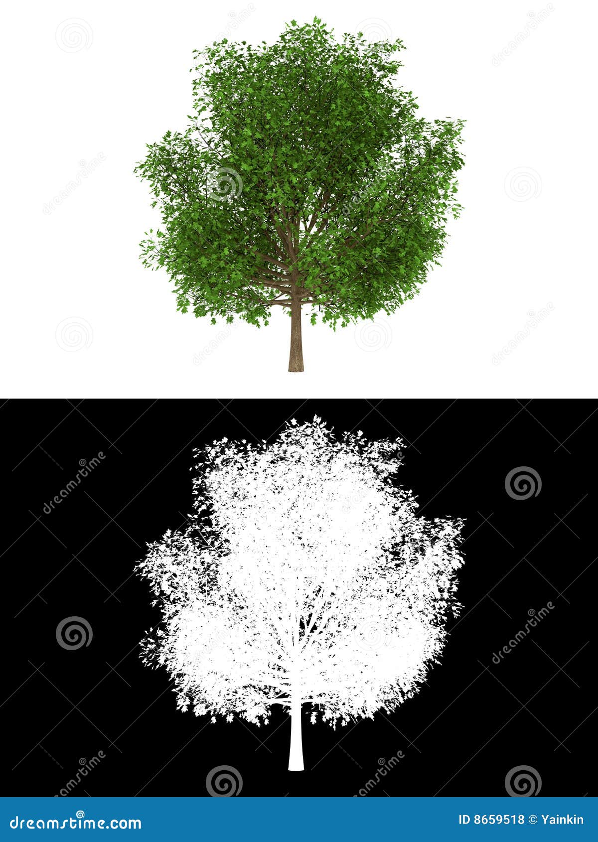 Oak Tree Isolated with Alpha Channel Stock Illustration - Illustration ...