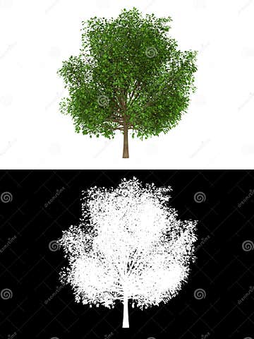 Oak Tree Isolated with Alpha Channel Stock Illustration - Illustration ...