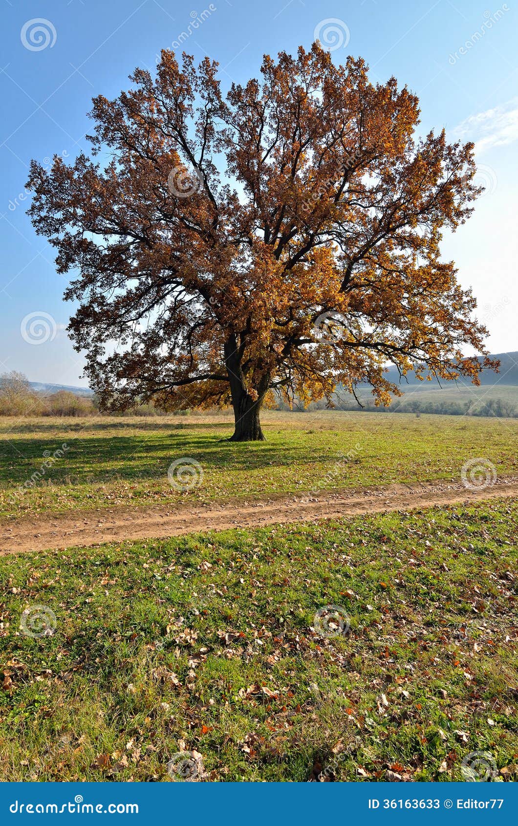 Oak Tree Isolated on the Field Stock Image - Image of blue, tall: 36163633