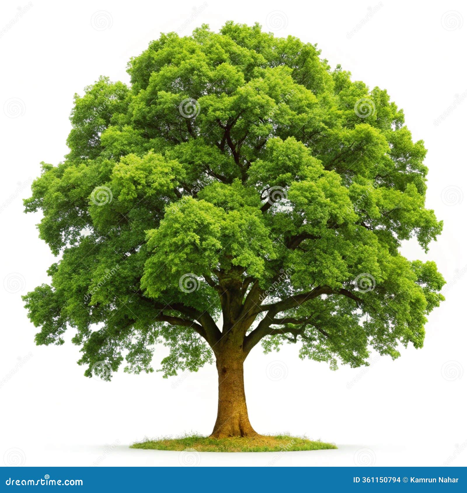 Oak Tree Isolated on Transparent Background Stock Illustration ...