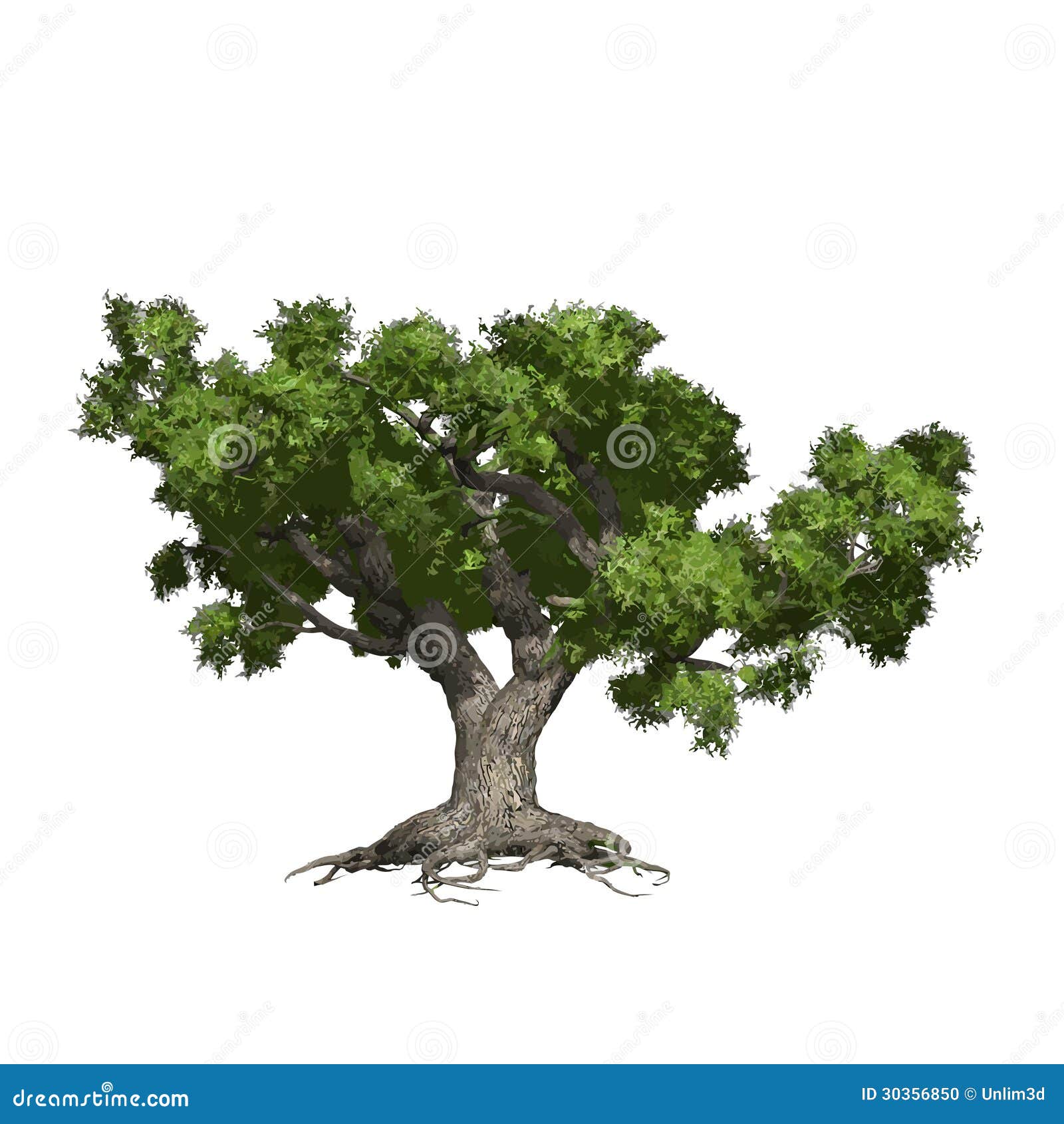 Oak Tree Isolated. Vector Illustration Stock Vector - Illustration of ...
