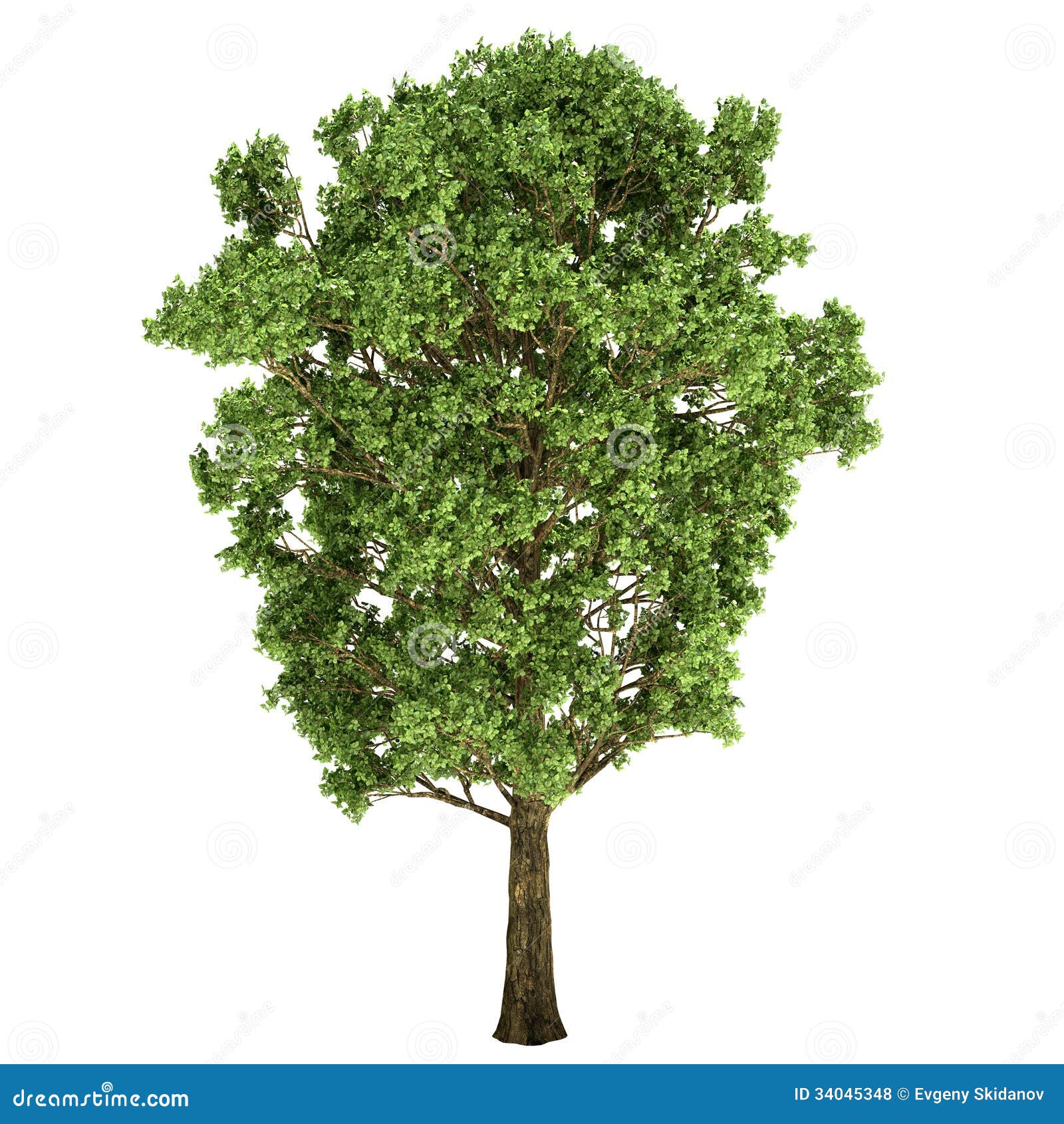 Oak Tree Isolated stock illustration. Illustration of plant - 34045348
