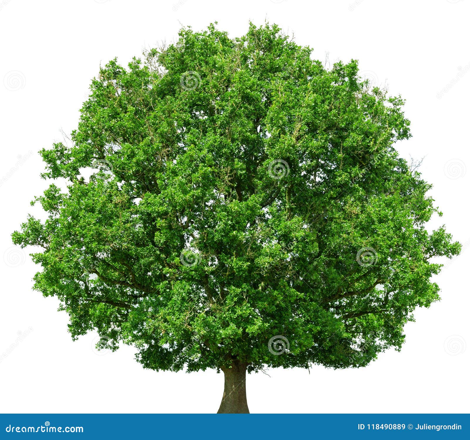 Oak Tree White Background