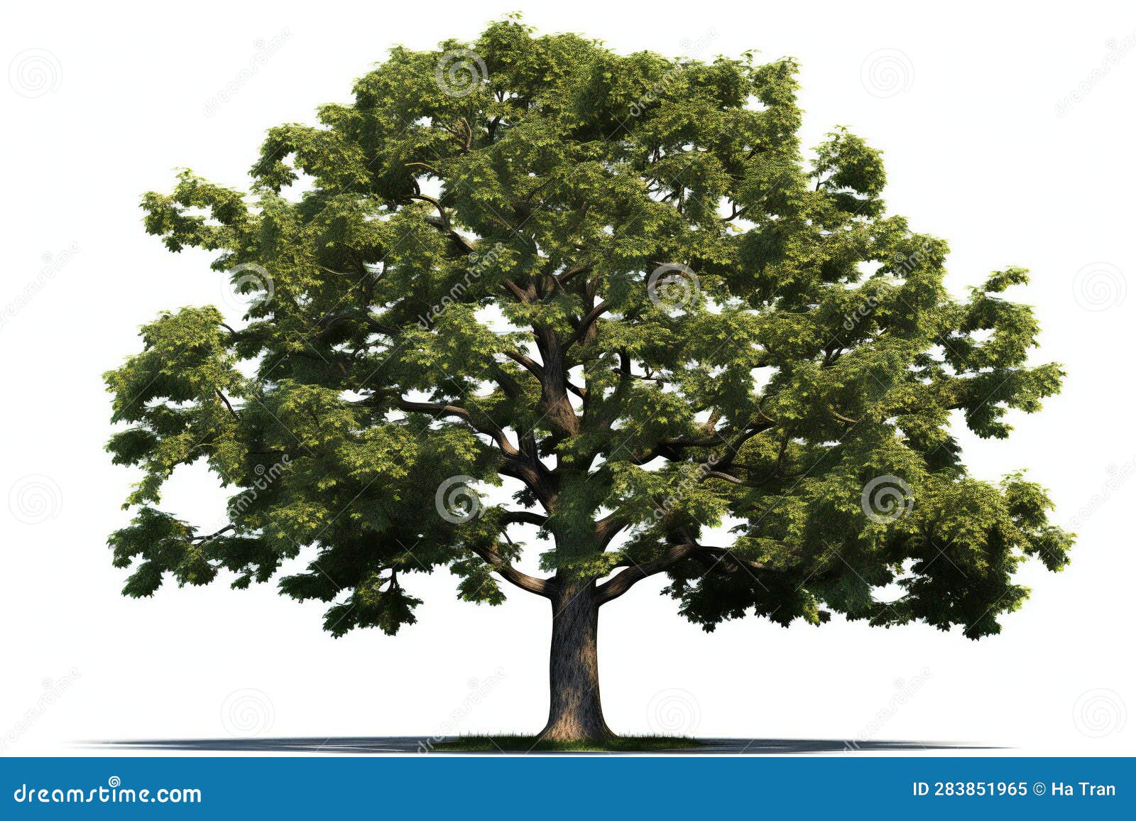 Oak Tree Isolated on White Background, High Resolution Stock ...
