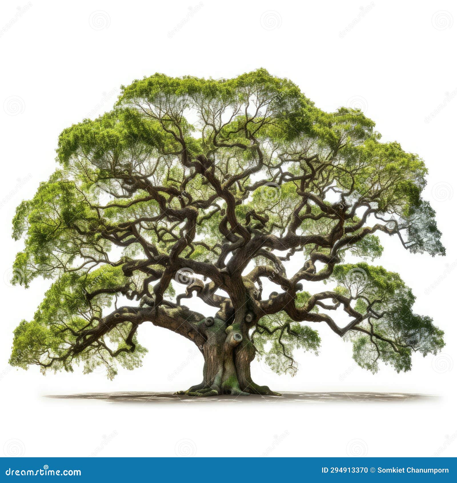 Oak Tree, Isolated White Background, Suitable for Use in Design ...