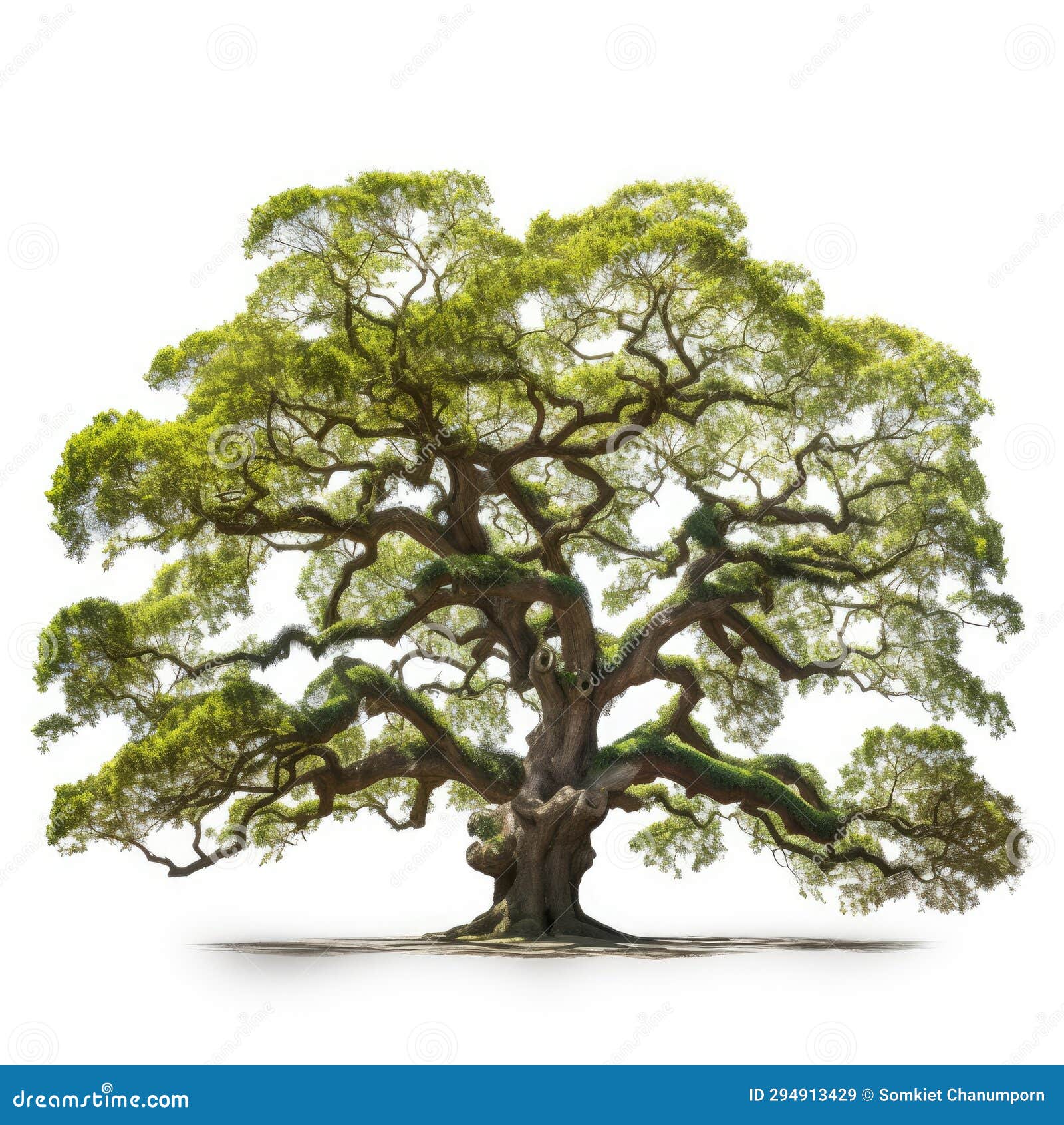 Oak Tree, Isolated White Background, Suitable for Use in Design ...
