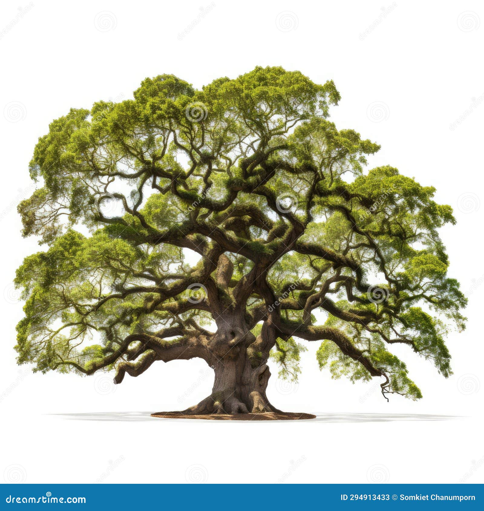 Oak Tree, Isolated White Background, Suitable for Use in Design ...
