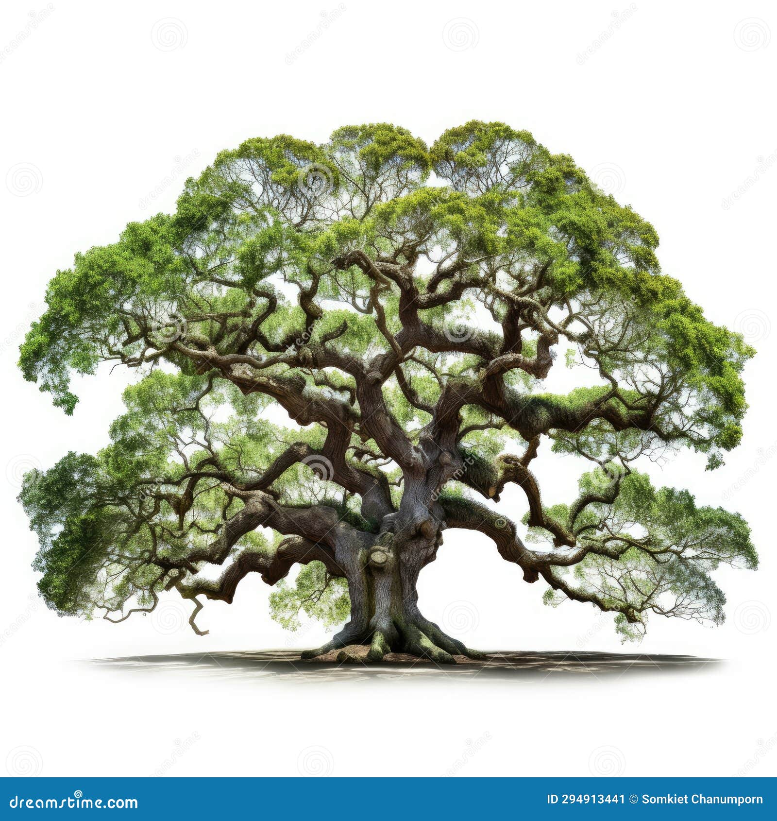 Oak Tree, Isolated White Background, Suitable for Use in Design ...