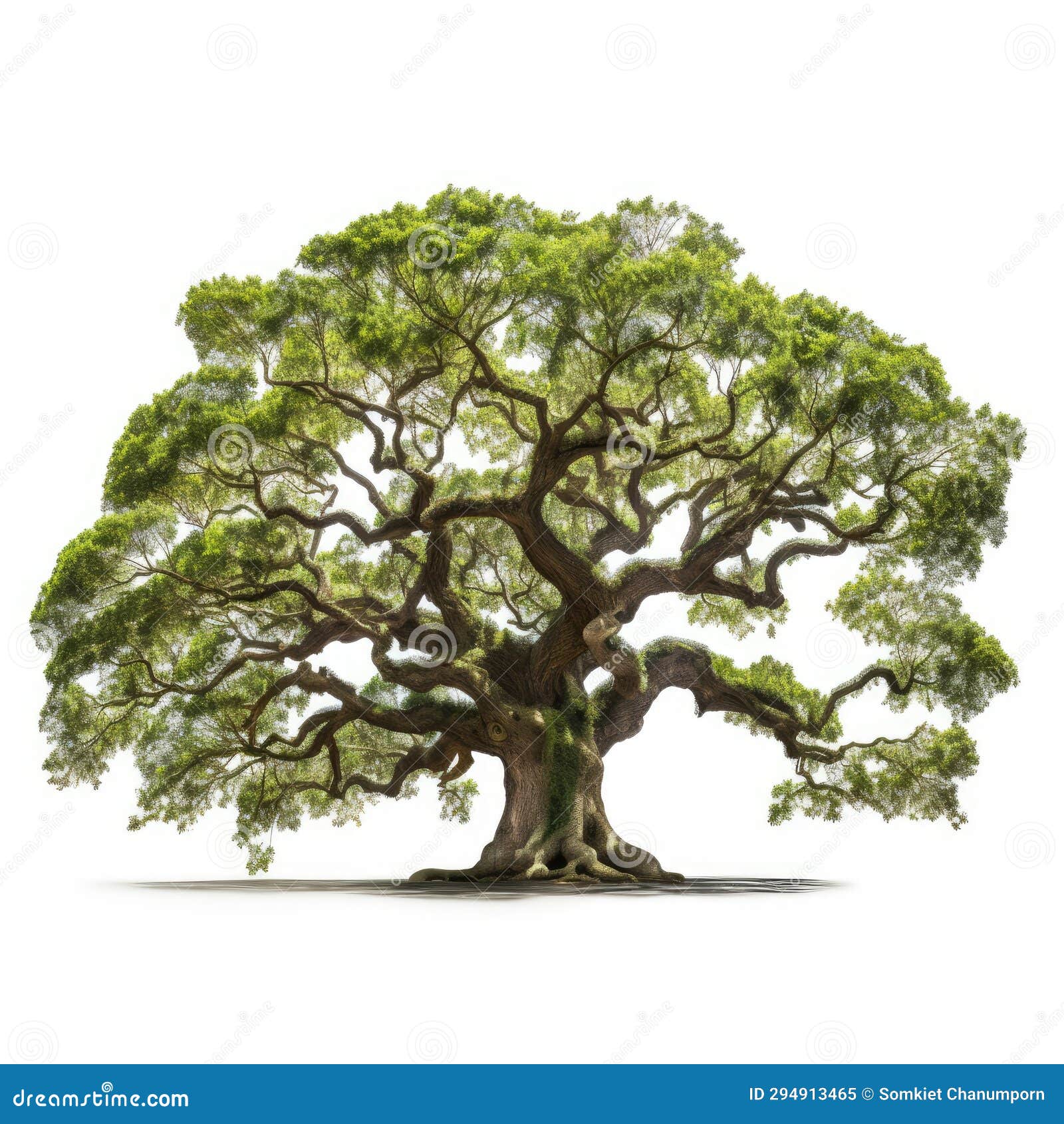 Oak Tree, Isolated White Background, Suitable for Use in Design ...