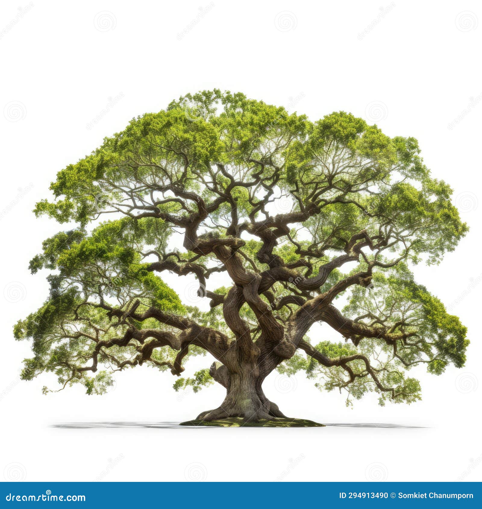 Oak Tree, Isolated White Background, Suitable for Use in Design ...