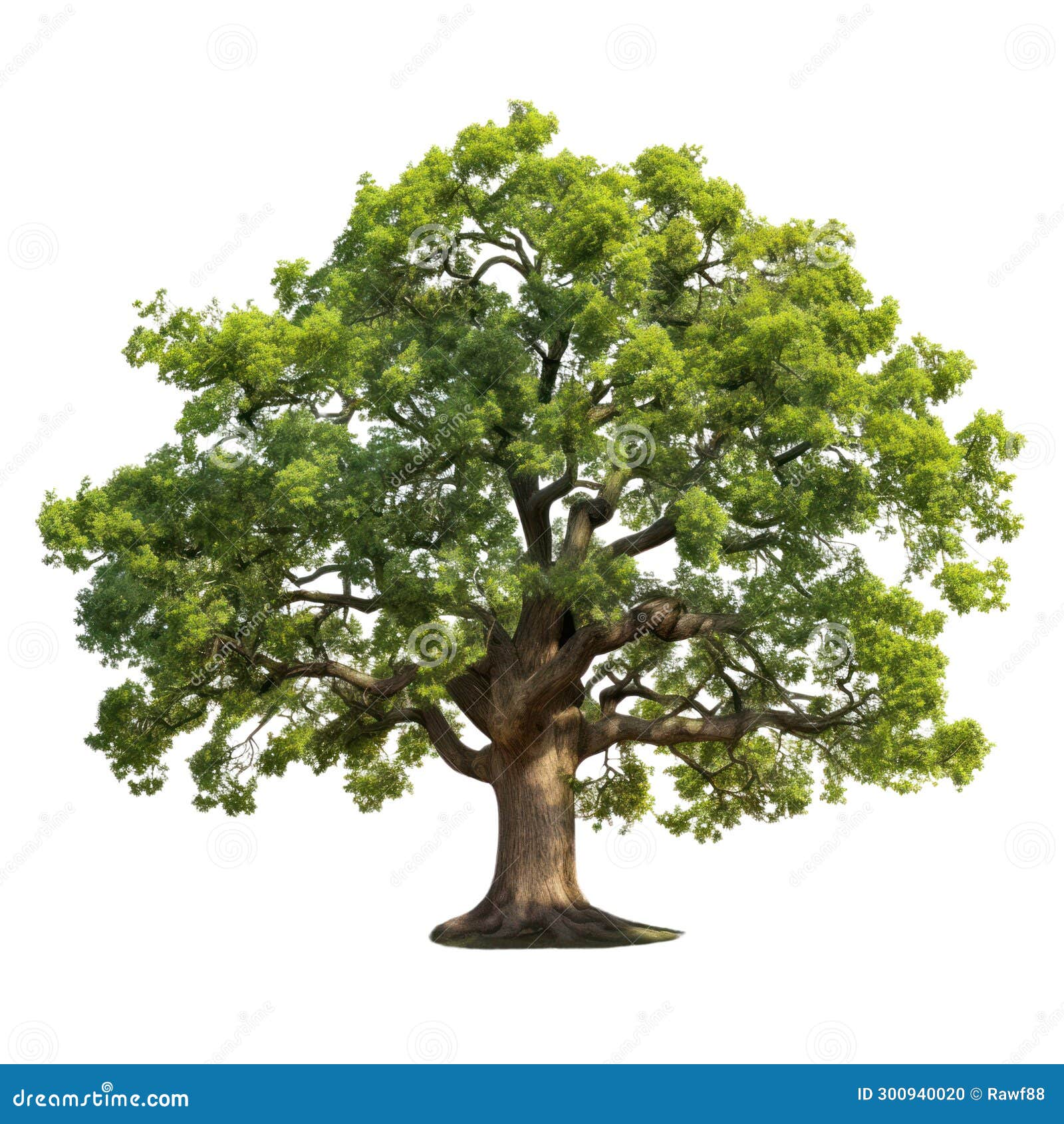 Oak Tree Isolated on White Transparent Background Stock Illustration ...
