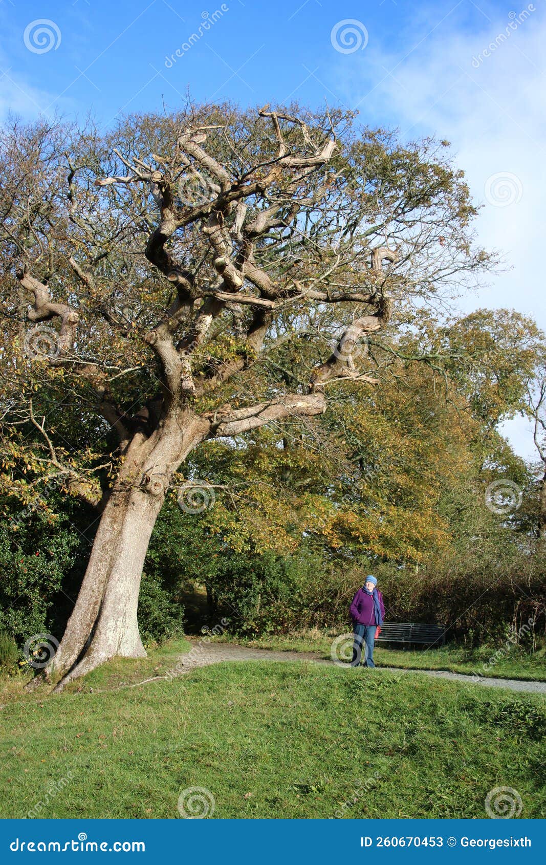 Oak Tree Lady on Path, Cockshott Point Windermere Stock Image - Image ...