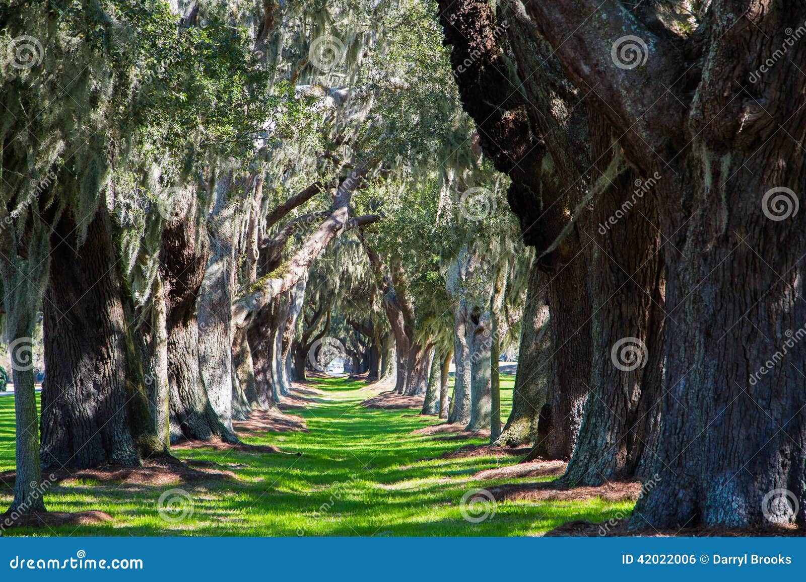 Oak Tree Lane of Grass stock photo. Image of moss, hanging - 42022006