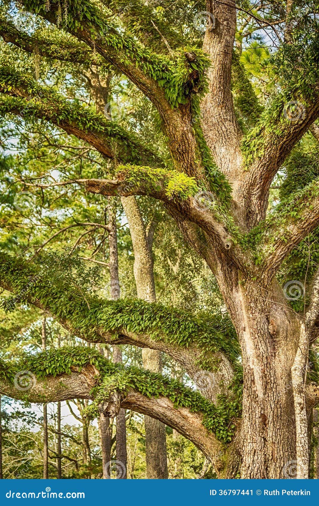 Oak Tree stock image. Image of florida, landscape, laurel - 36797441