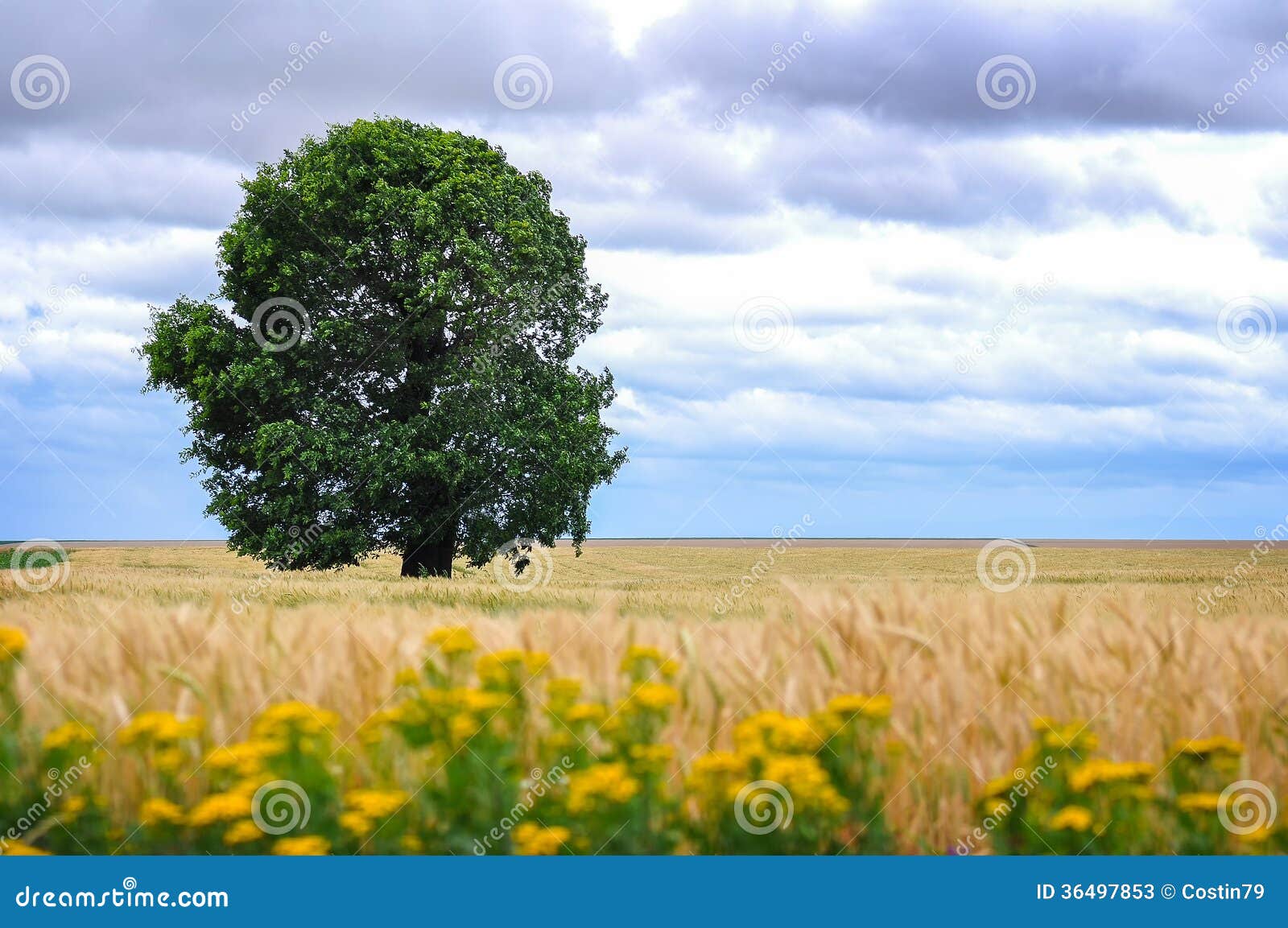 Oak tree stock image. Image of field, environment, countryside - 36497853