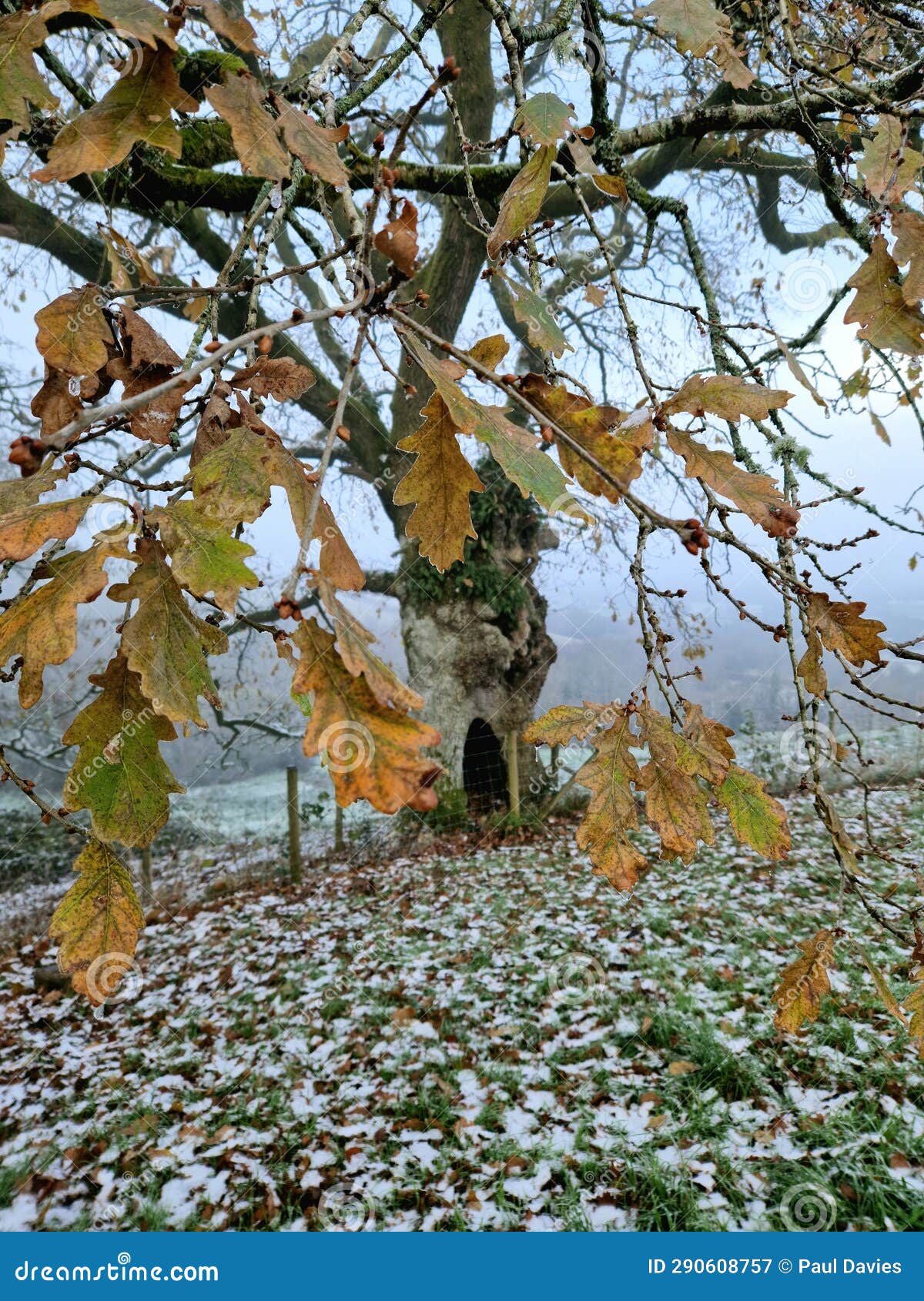 Oak Tree with Late Autumn Leaves Stock Image - Image of tree, winter ...
