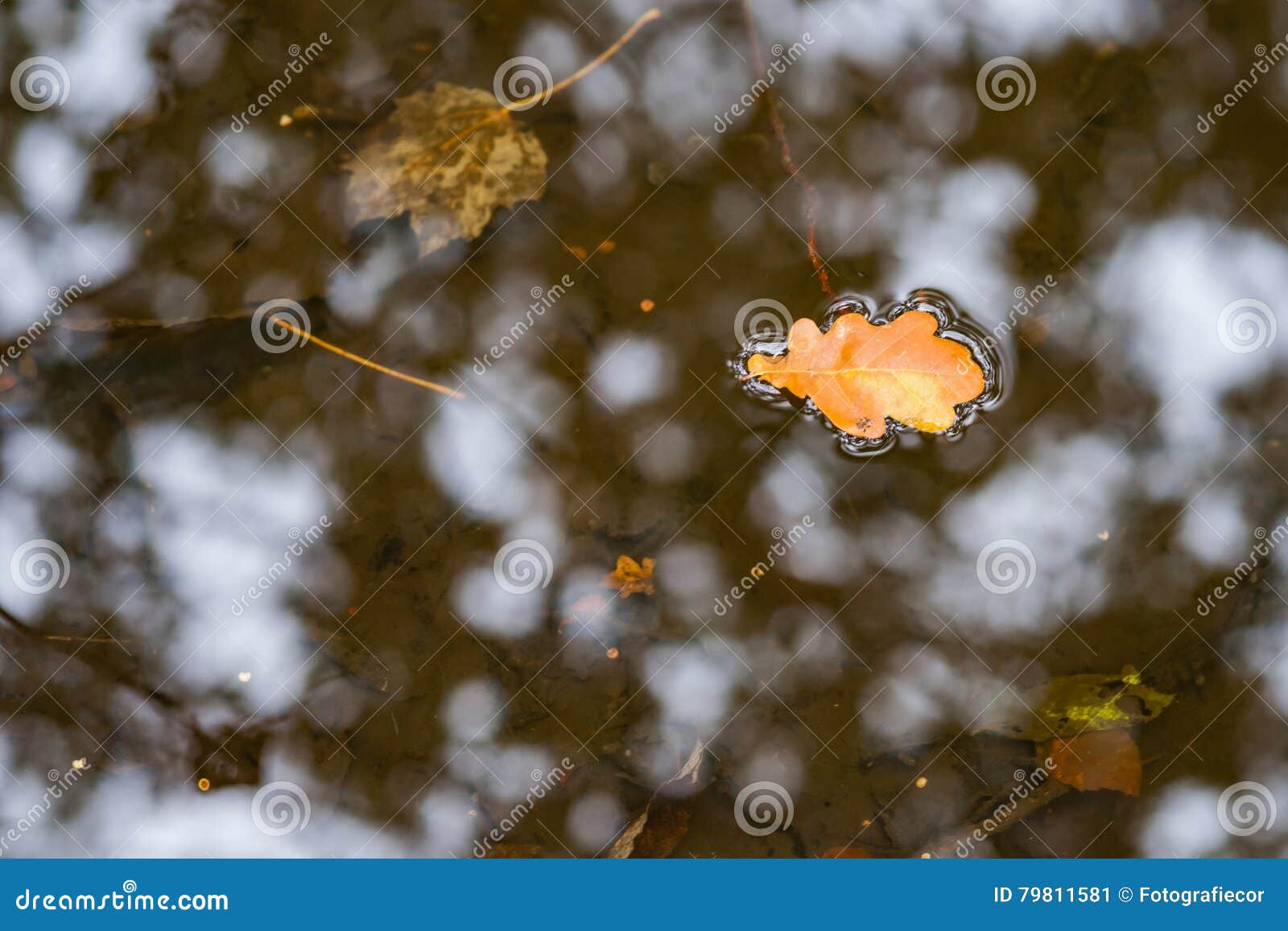 Oak Tree Leaf Floating in Water Stock Image - Image of color, pond ...