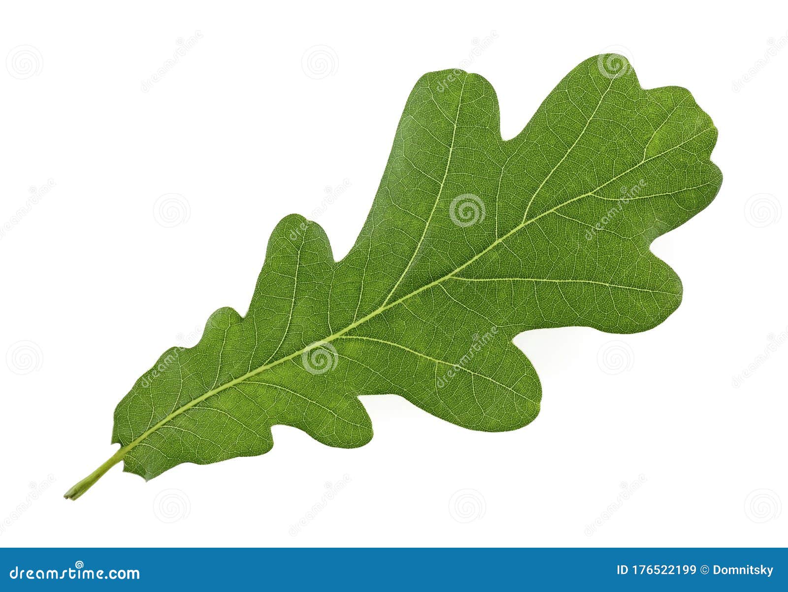 Oak Tree Leaf Isolated on White Background Stock Image - Image of ...