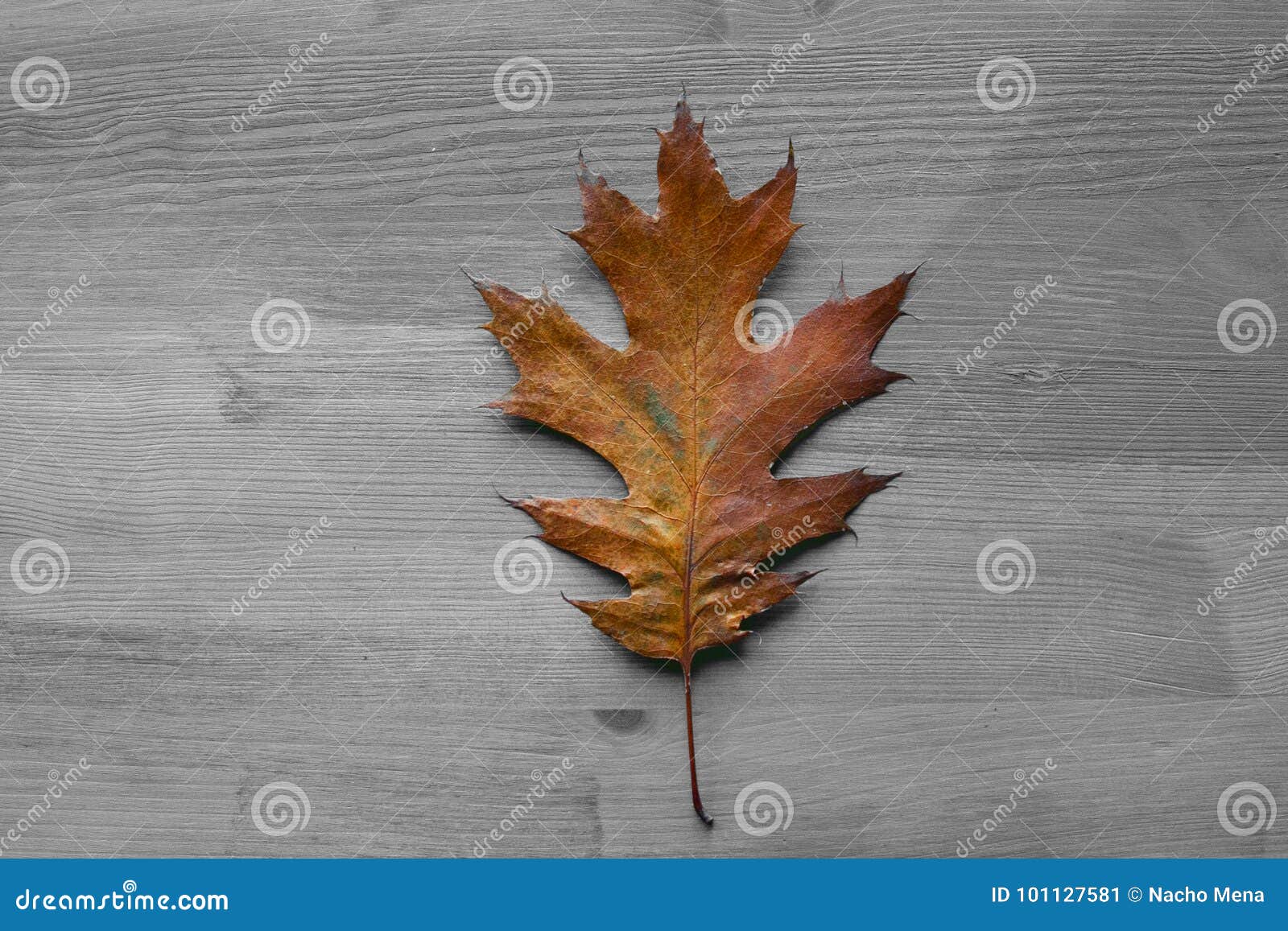 Oak Tree Leaf on a Rustic Wooden Background. Oak Tree Leaves Stock ...