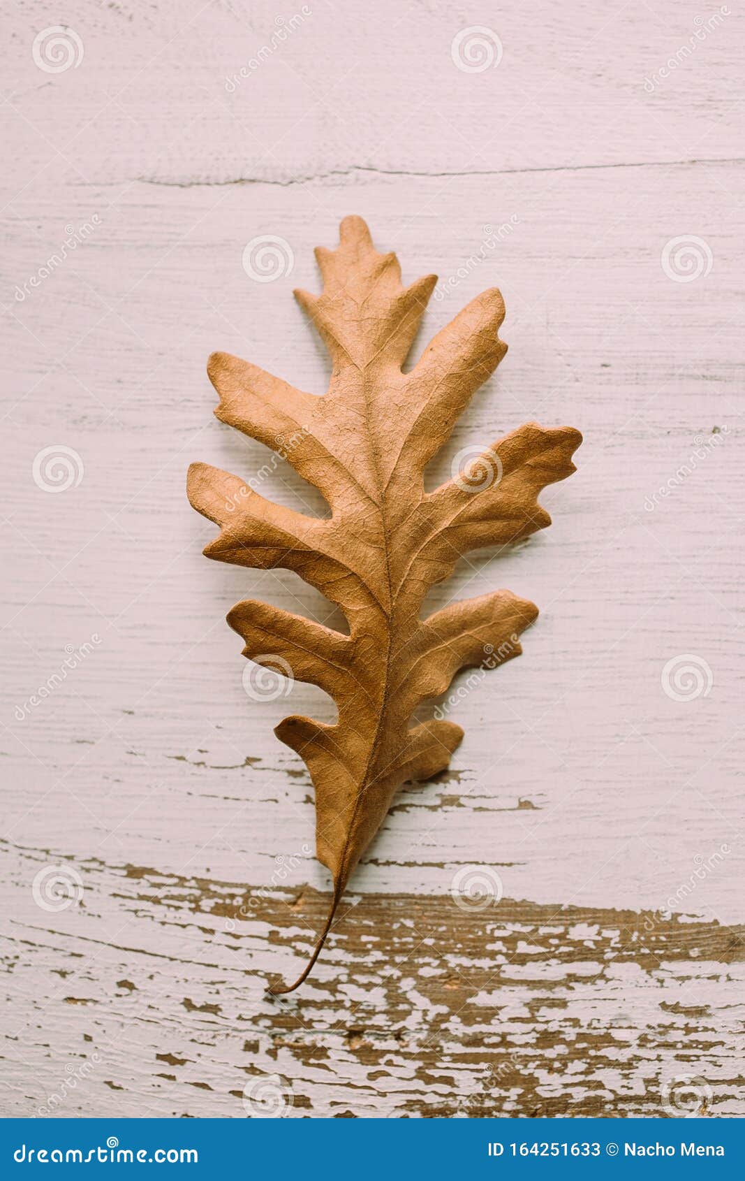 Oak Tree Leaf on a Rustic Wooden Background. Oak Tree Leaves. Texture ...