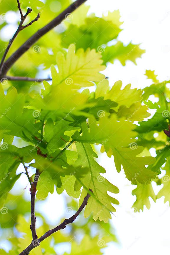 Oak tree leaves stock photo. Image of outdoors, leaf - 14246160