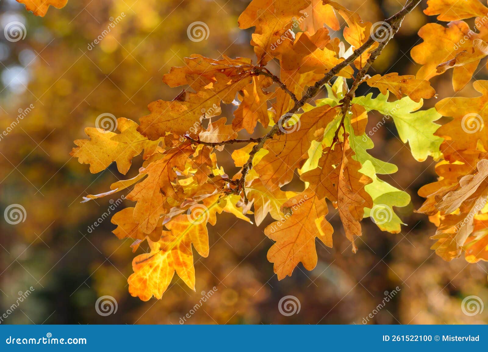 Oak tree leaves in autumn stock photo. Image of botanical - 261522100