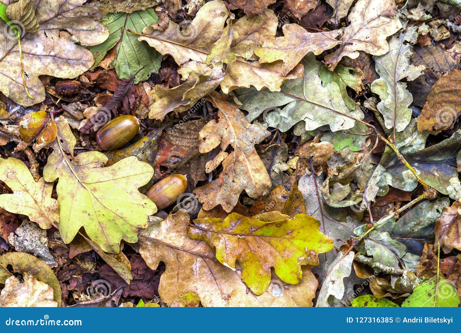 Oak Tree Leaves in Autumn Forest for Background Stock Image - Image of ...