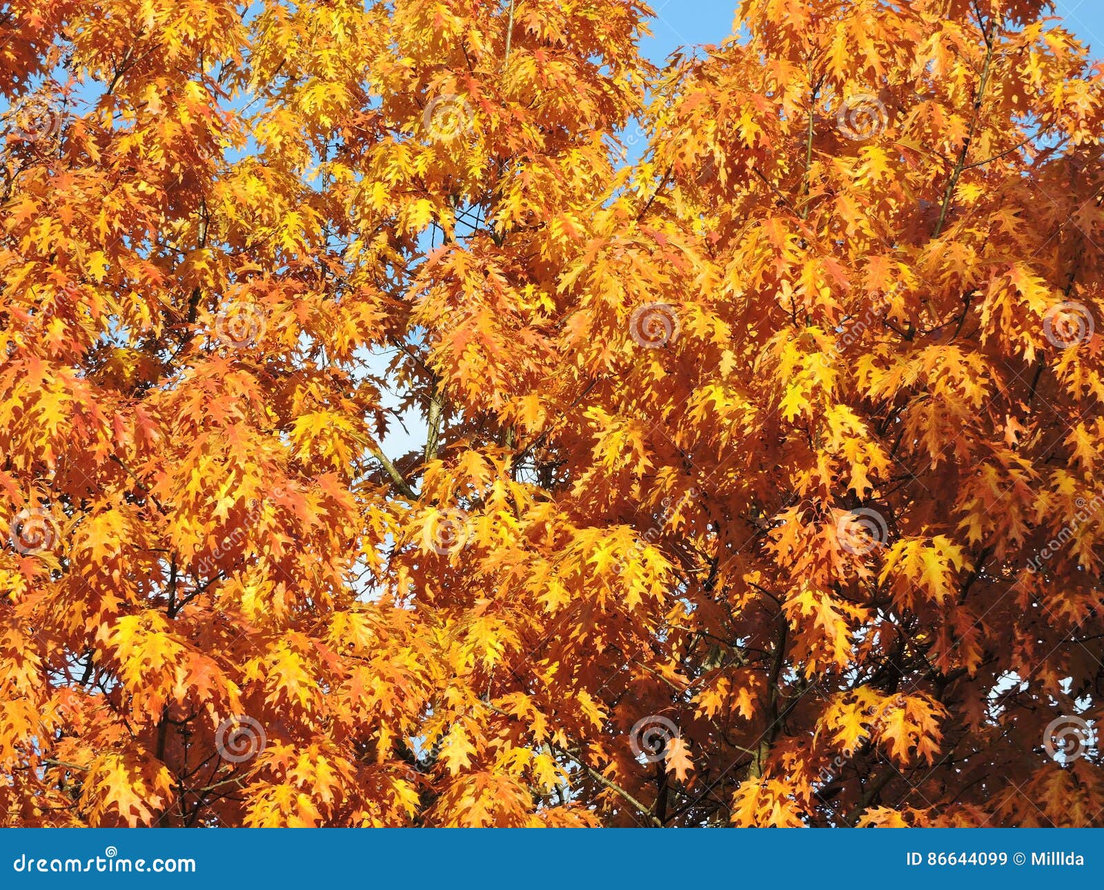 Oak tree leaves in autumn stock image. Image of macro - 86644099