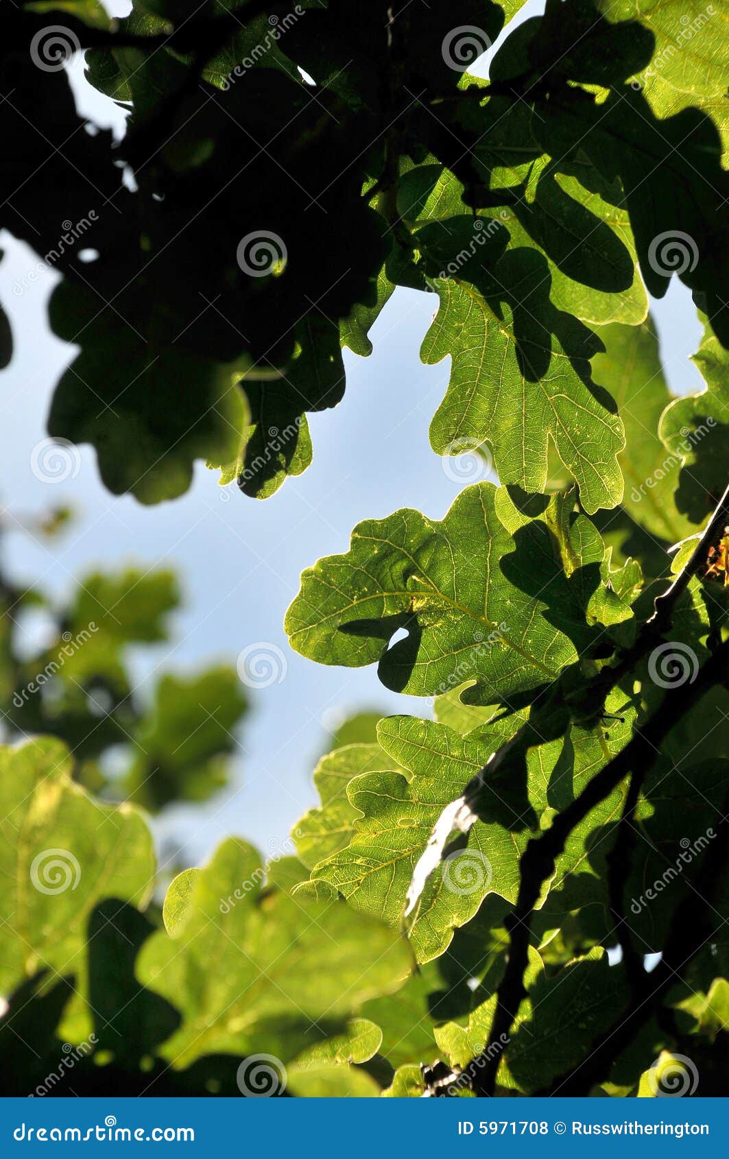 Oak Tree Leaves and Branches Stock Photo - Image of leaf, branch: 5971708