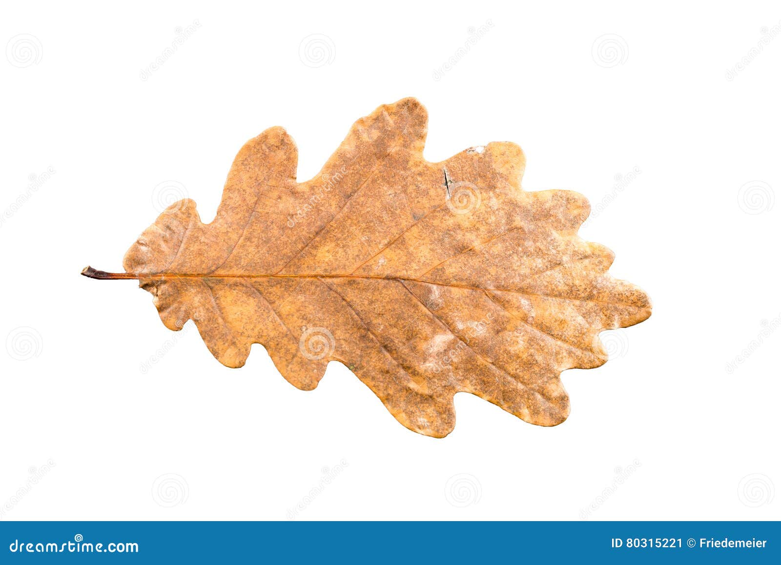 Oak Tree Leaves in Different States of Withering Isolated on White ...